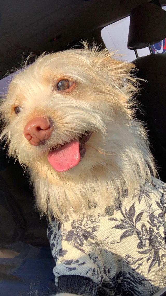 221022 Momo Instagram Stories Update - Dobby and Boo - PTKOREA