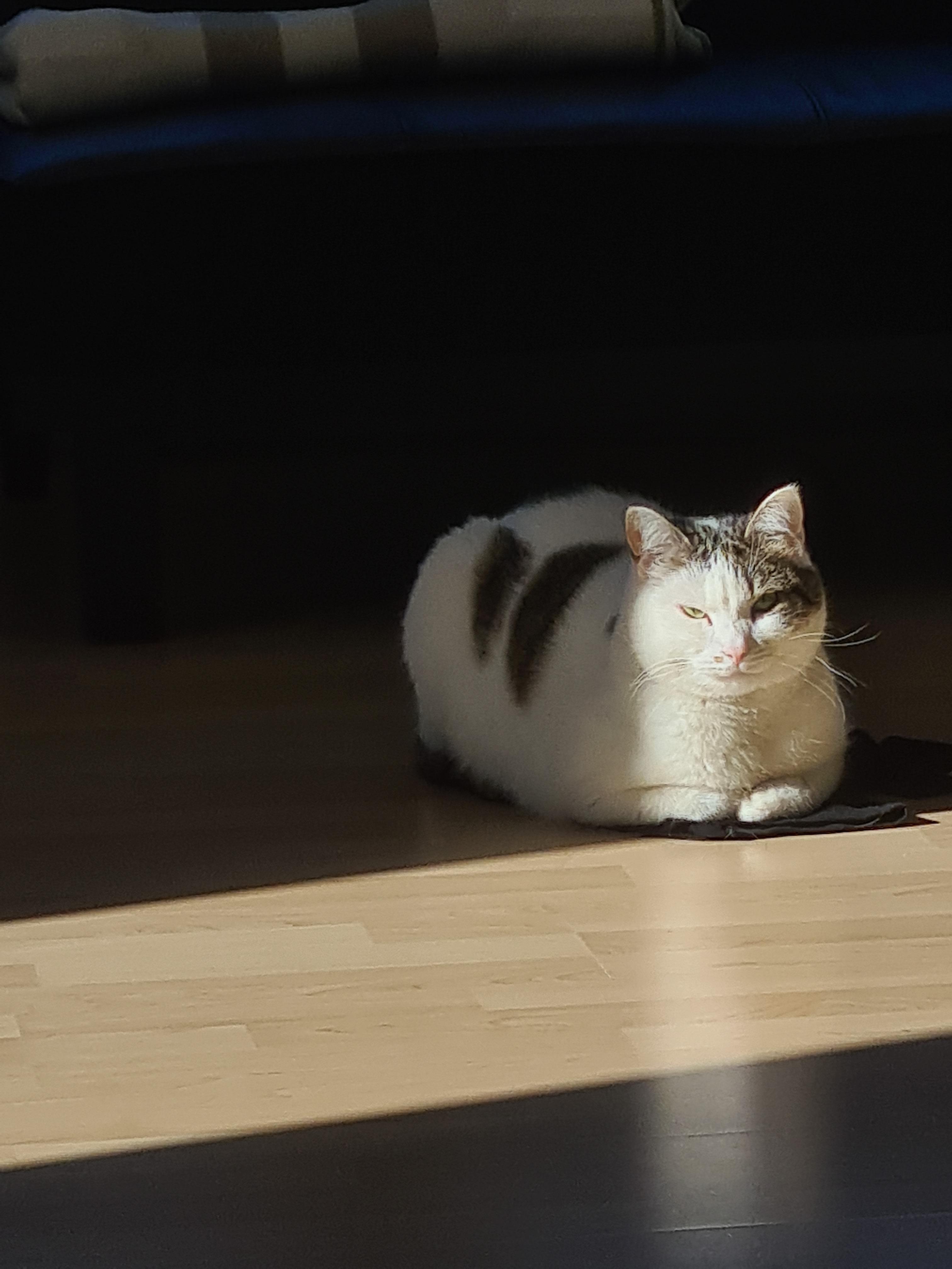 My cat has the BTS logo on her fur - PTKOREA