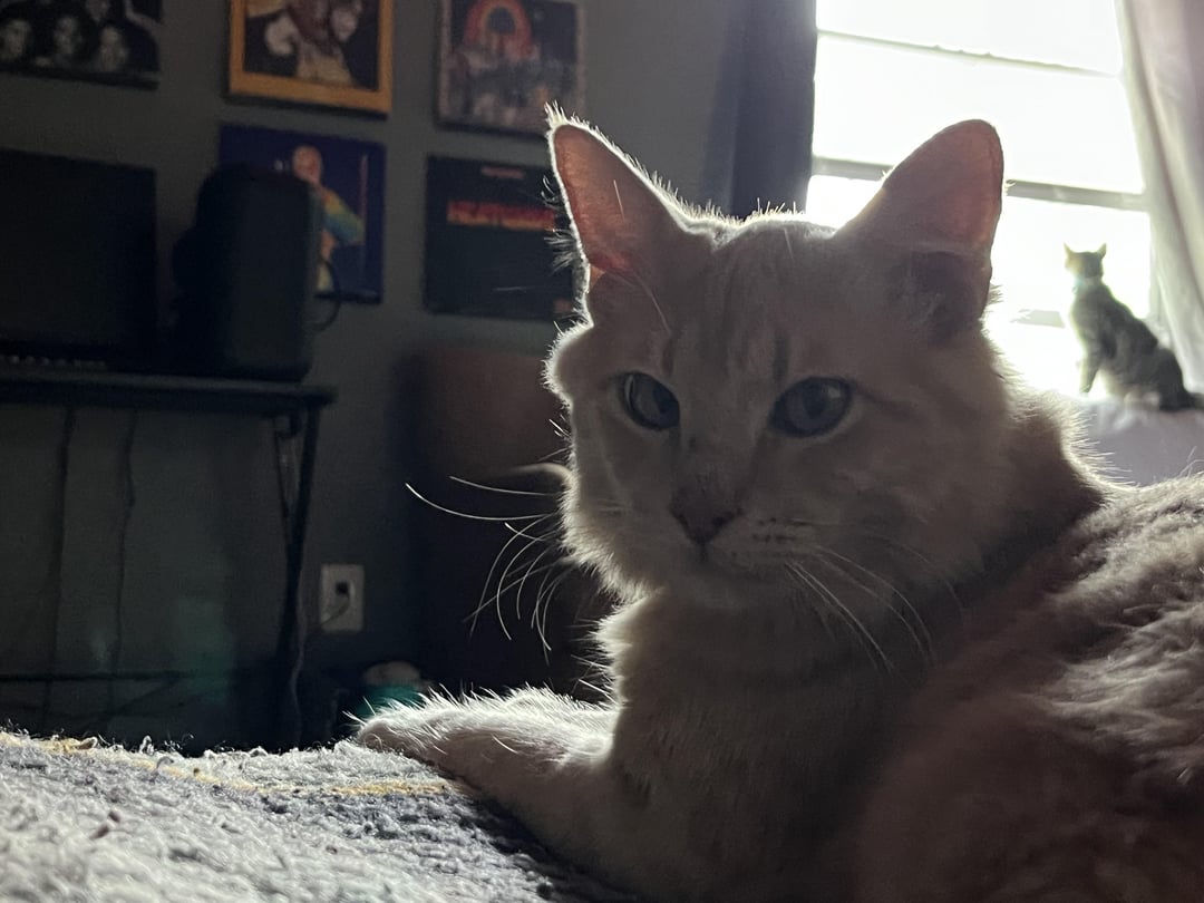 230401 my cat is haerin…. - PTKOREA