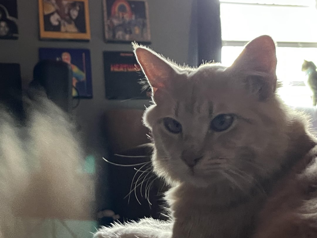 230401 my cat is haerin…. - PTKOREA