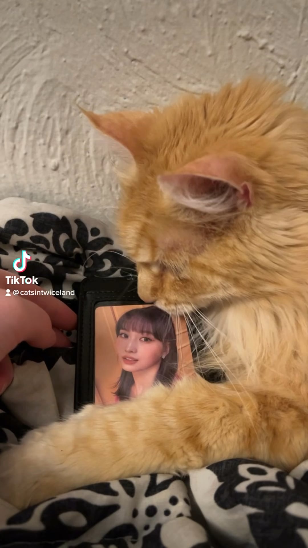 My cat loves Momo very much 🍑 - PTKOREA