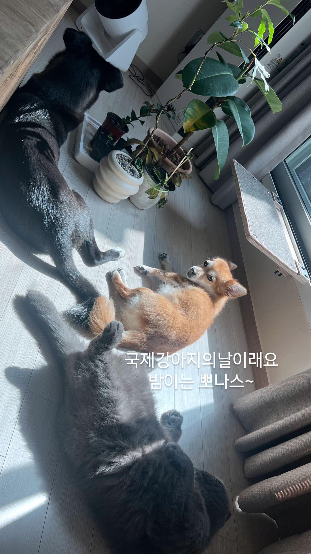 240323 Jeongyeon Instagram Story Update - “It’s International Dog Day The night is Ponas~” - PTKOREA
